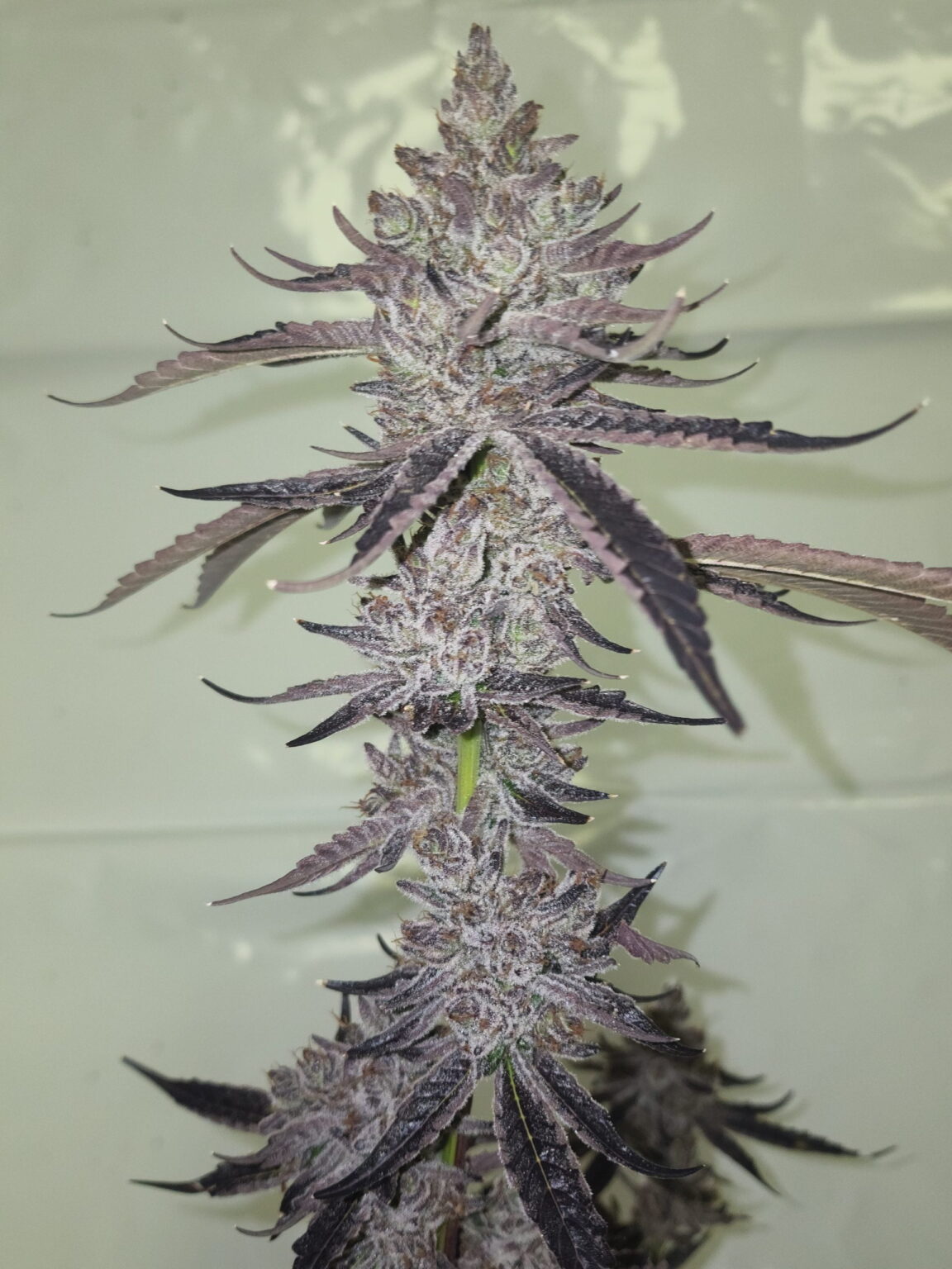 Tokyo Sunset - Tiki Cuts