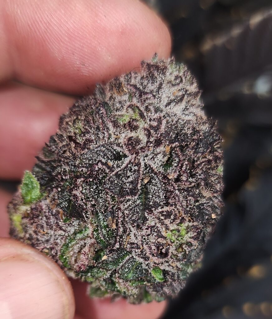 White Cherry Runtz - Tiki Cuts